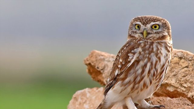 Kukumav kuşu nedir, hangi kuşun türüdür?